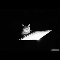 Gli the Cat of Hagia Sophia » Hagia Sophia