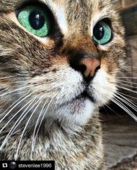 Gli the Cat of Hagia Sophia » Hagia Sophia