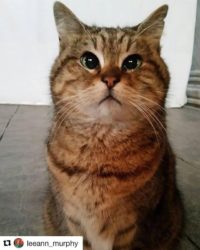 Gli the Cat of Hagia Sophia » Hagia Sophia